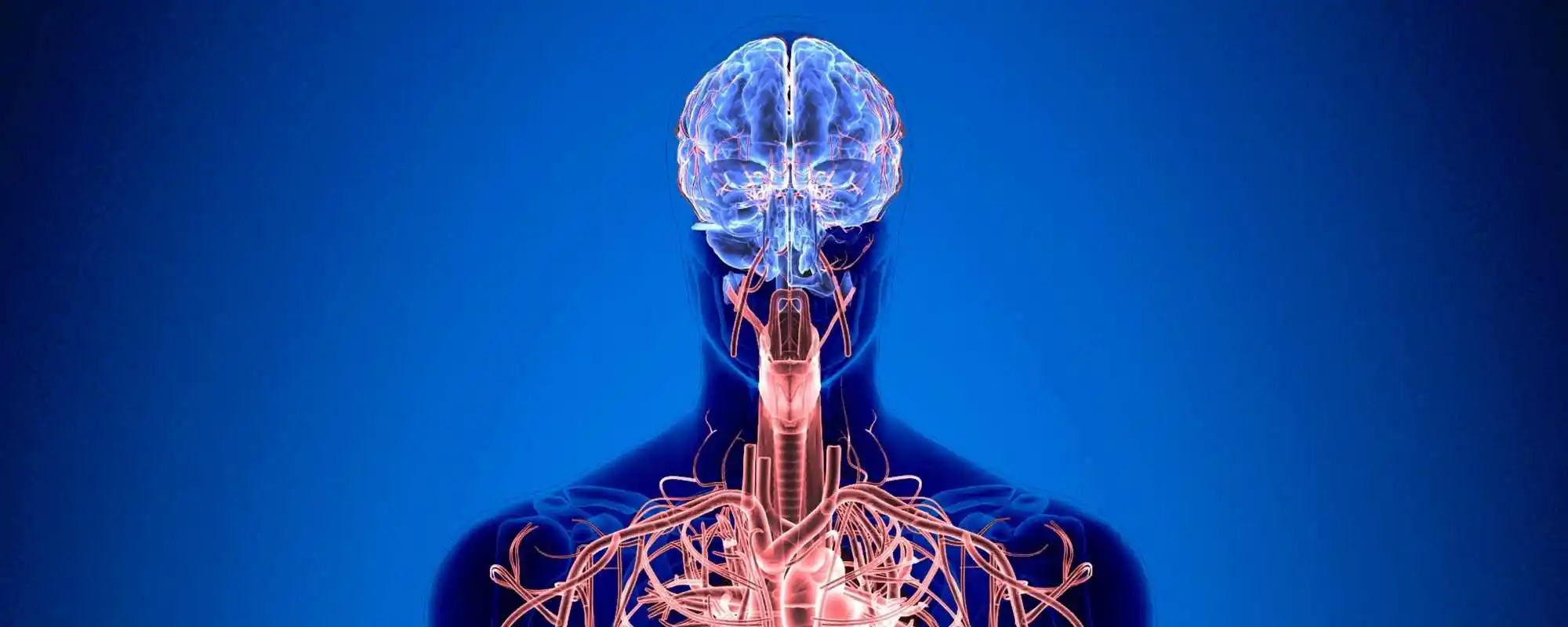 What Is The Body Code ? -Benefits & Risks (2024)